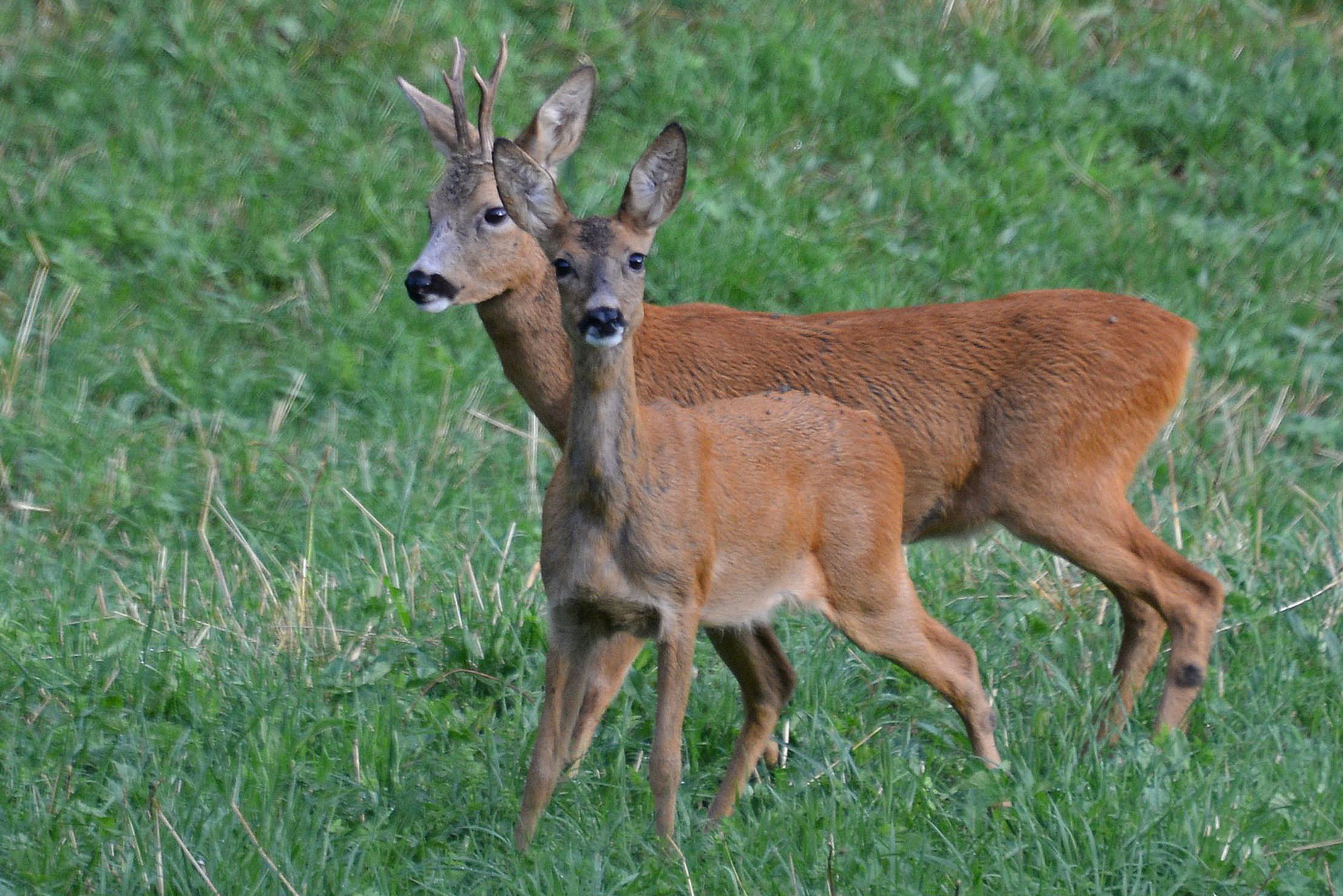 Le faon de chevreuil - GGC 6 Ungersberg Haut Koenigsbourg
